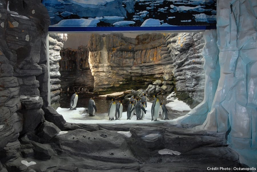 Les Plus Beaux Aquariums De France Océanopolis Brest